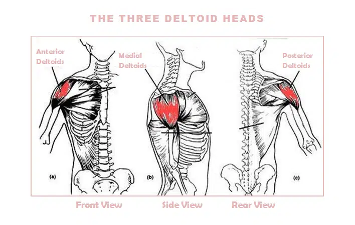 10 Great Side Delt Exercises To Grow Your Shoulders | MuscleLead